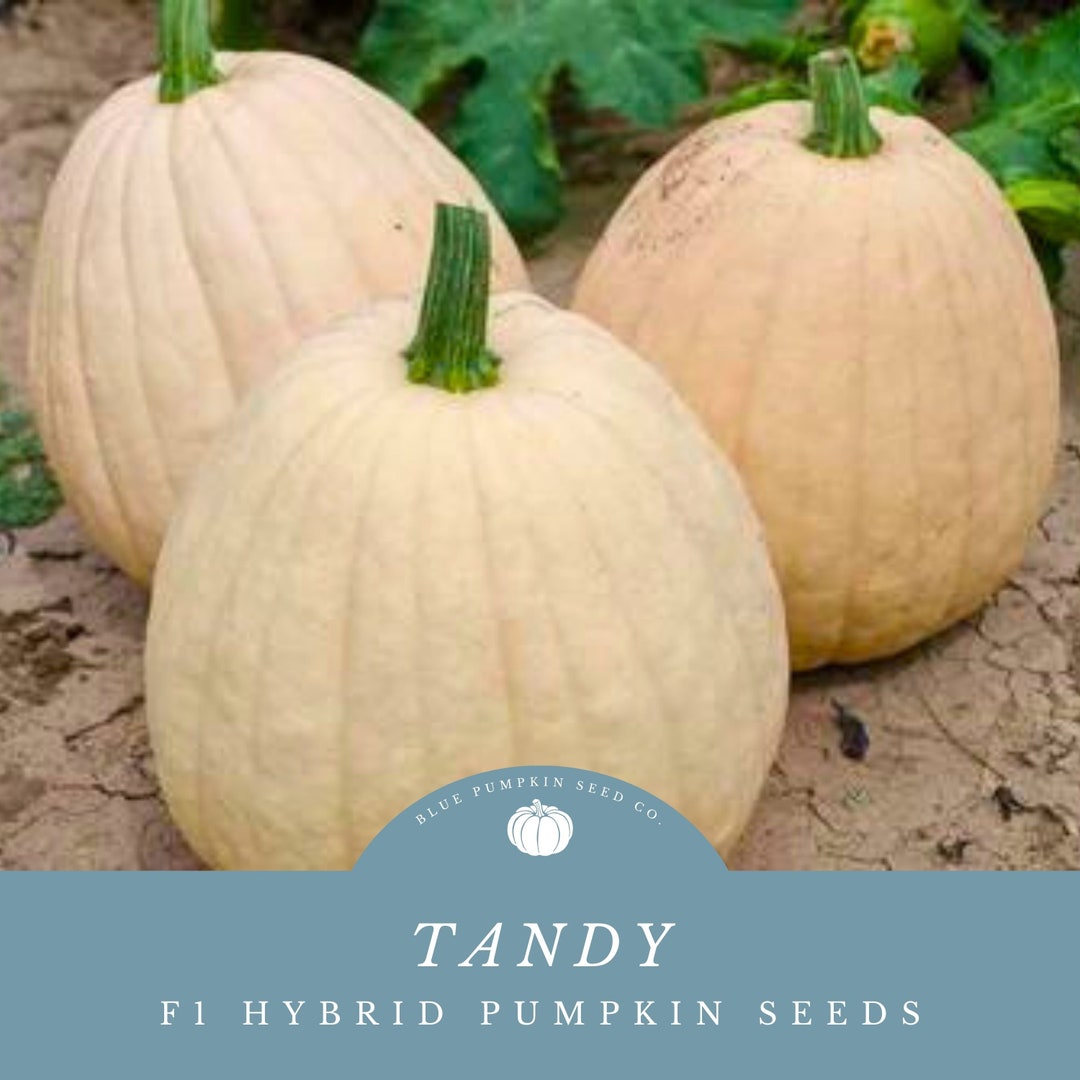 Tandy Pumpkin (f1/c.pepo) Seeds: Gumdrop Pumpkin, Tan Pumpkin, Large ...