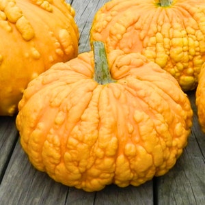 Sanchez F1 Pumpkin Seeds (treated) - Grow Quirky Squatty Warted ...