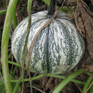 Silver Edge (heirloom/c.mixta) Seeds: Heirloom Squash, Cushaw Pumpkin ...