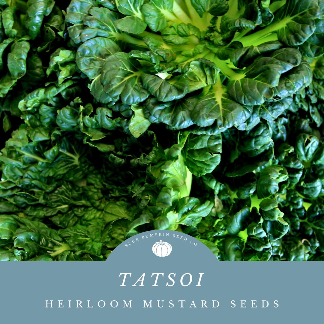 Tatsoi Mustard Green (heirloom / OP) Seeds: Broadbeak Mustard, Wu Ta ...