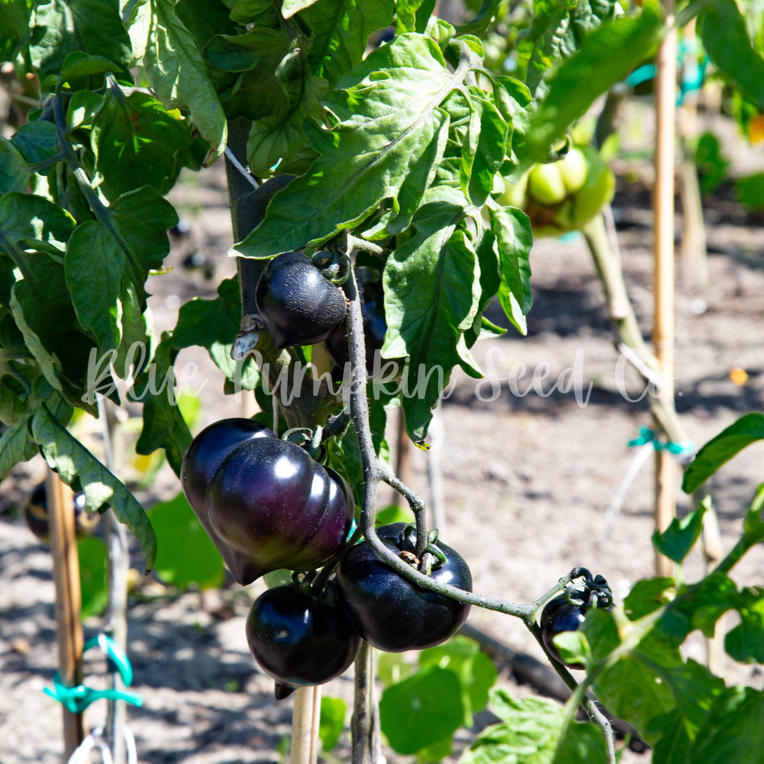 Indigo Cherry Drop Tomato f1 Hybrid Indeterminate Certifed - Etsy Canada