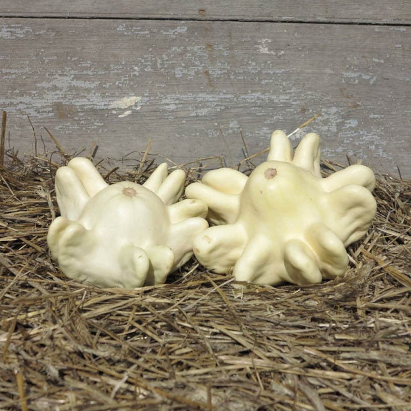 Yugoslavian Fingers (heirloom/c.pepo) Seeds: Semi-rare, White Finger ...