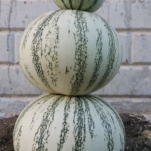 Silver Edge (heirloom/c.mixta) Seeds: Heirloom Squash, Cushaw Pumpkin ...