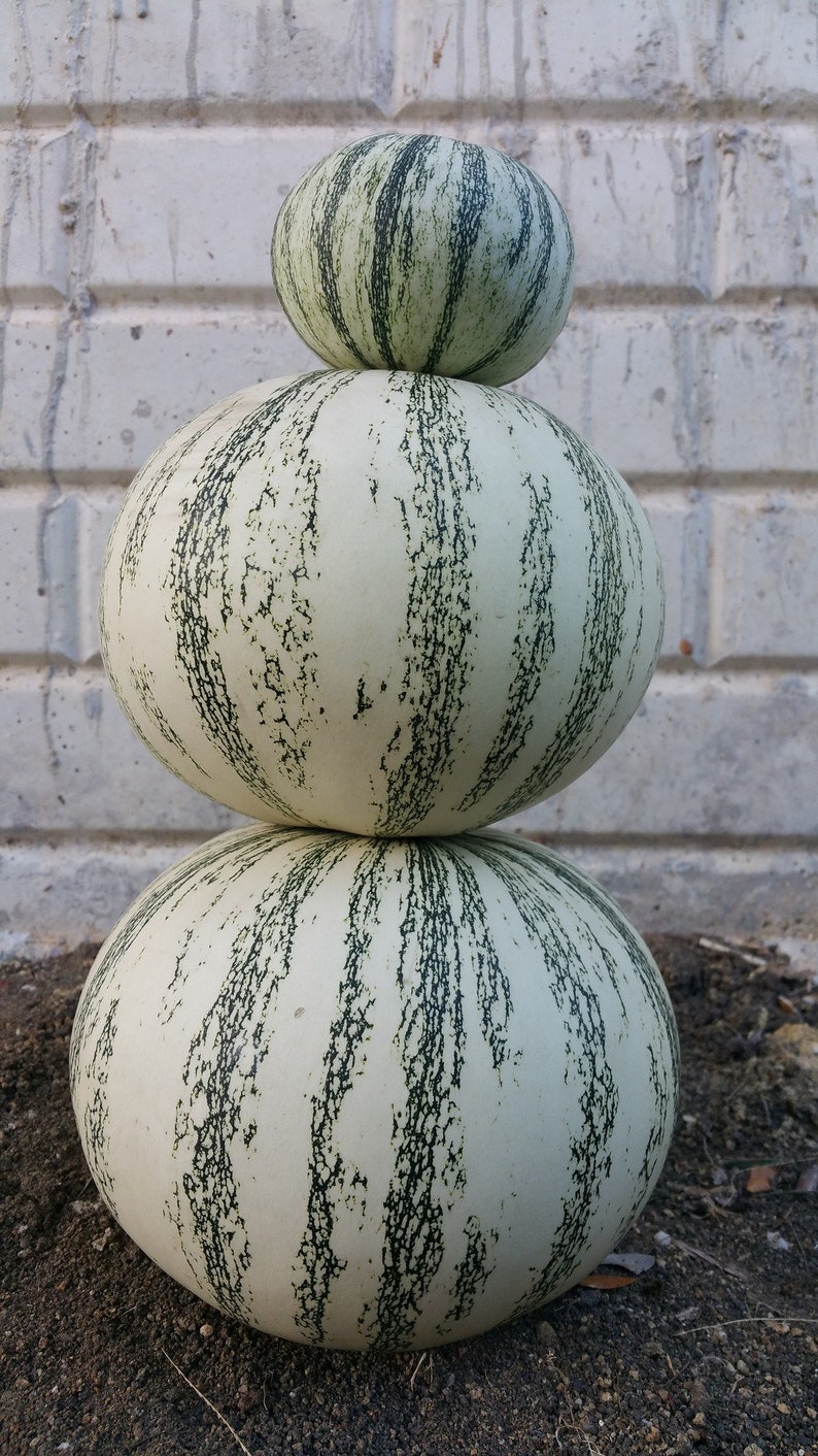 Silver Edge heirloom/c.mixta Seeds: Heirloom Squash Cushaw - Etsy