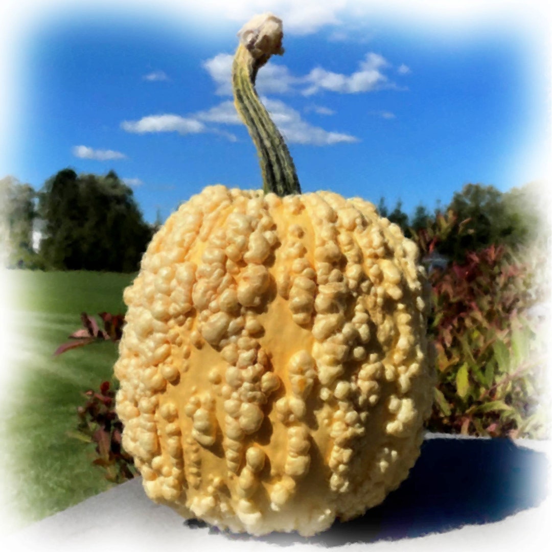 Popcorn Pumpkin Seeds f1/pmr/treated Seed White Warted - Etsy