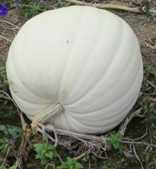 Polar Bear Pumpkin f1/c.spp Seeds: White Pumpkin Big - Etsy