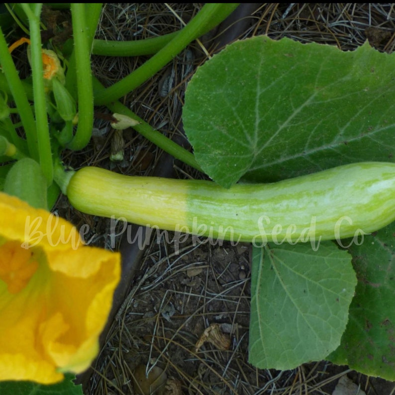 Zephyr Squash (f1/c.pepo) Seeds: Yellow Squash, Yellow Crook Neck ...