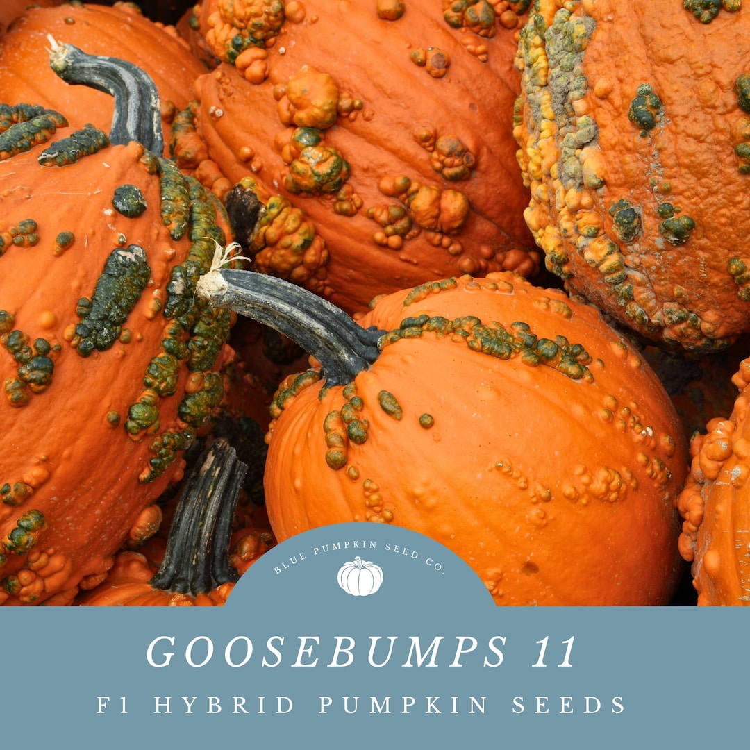 Goosebumps II (F1 Hybrid / C.pepo): Goosbumps Improved, Miniature ...