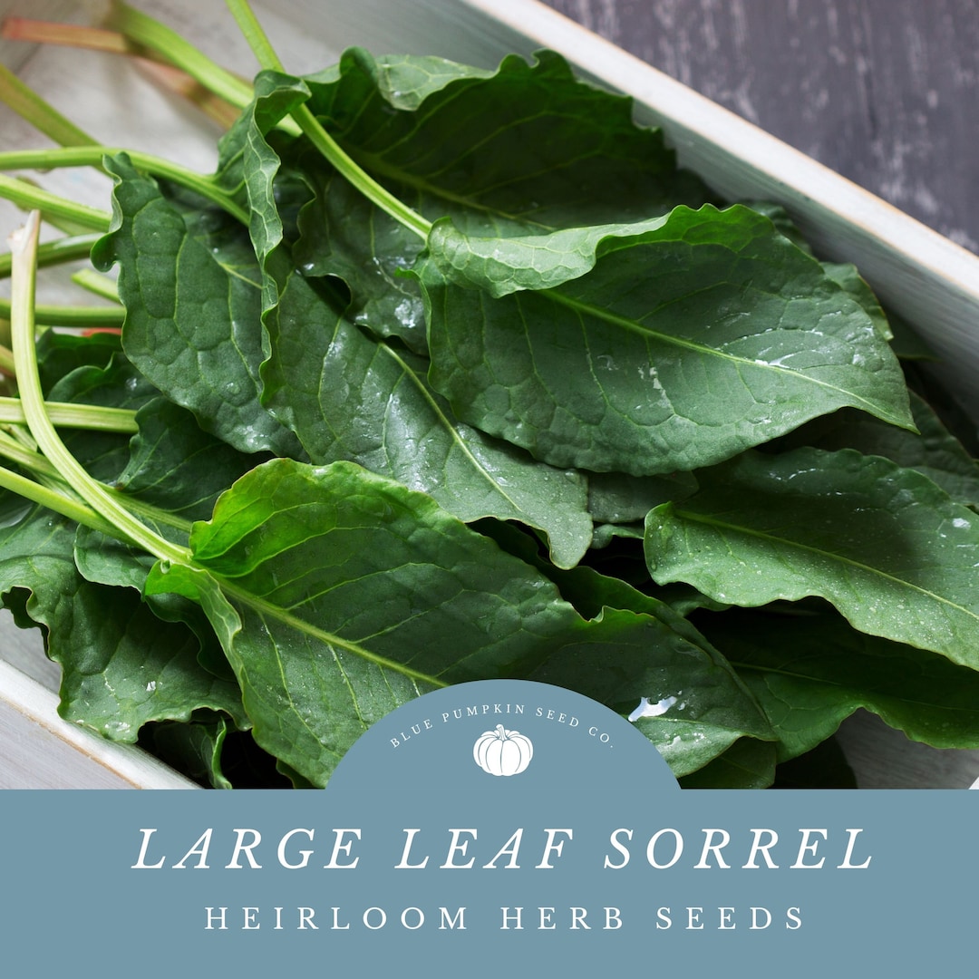 Large Leaf Sorrel (heirloom) Seeds: Spinach Dock, Narrow-leaved Dock ...