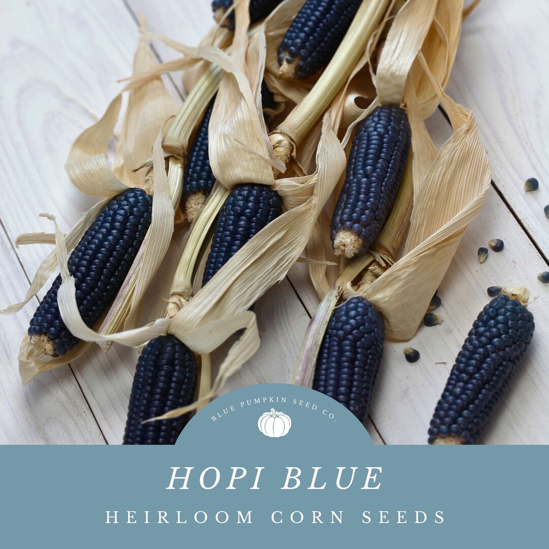 Hopi Blue Indian Corn: Heirloom, Native American Corn, Field Corn, Hopi ...