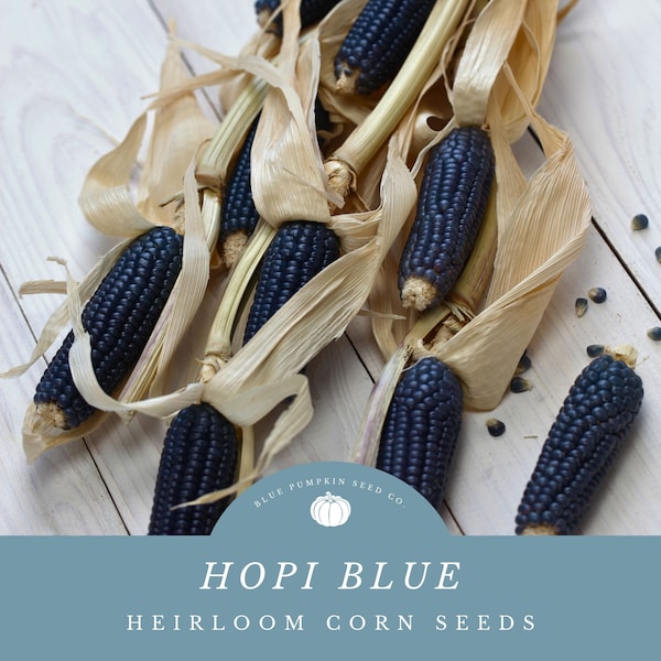 Hopi Blue Corn - Etsy