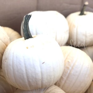 Snowball Pumpkin (f1/c.maxima/pm) Seeds: White Pumpkin, Medium Sized ...