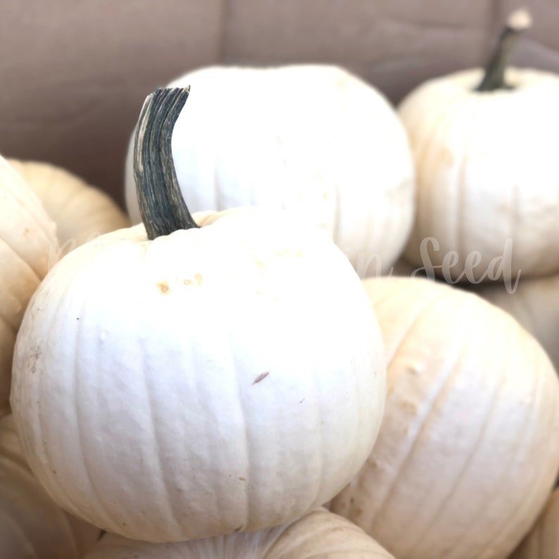 Snowball Pumpkin (f1/c.maxima/pm) Seeds: White Pumpkin, Medium Sized ...