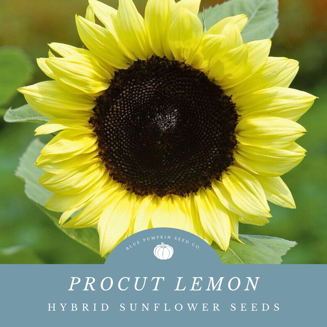 Procut Lemon F1 Sunflower Seeds: Grow These Bright Lemon Yellow ...