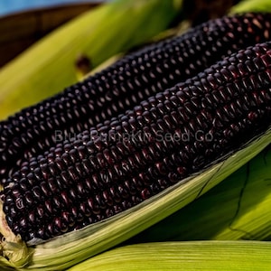 Montana Morado Maize Corn Seeds - Perfect for Homemade Purple Cornbread ...