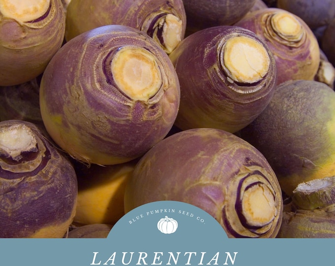 Heirloom Laurentian Rutabaga Seeds Brassica Napus Var. Napobrassica ...