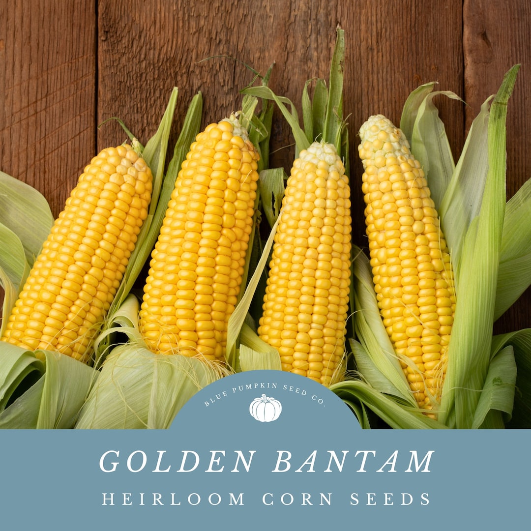 Golden Bantam 12 (OP/ Heirloom) Seeds: Burpees Bantam, Golden Bantam ...