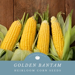 Golden Bantam 12 (OP/ Heirloom) Seeds: Burpees Bantam, Golden Bantam ...