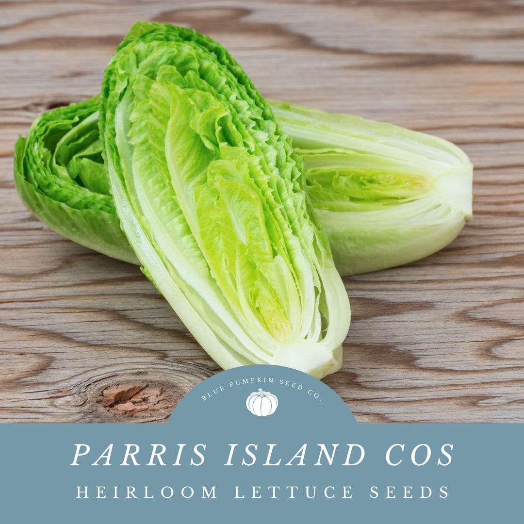 Parris Island Cos Lettuce Seeds: Grow Semi-savoy Romaine Type Lettuce ...
