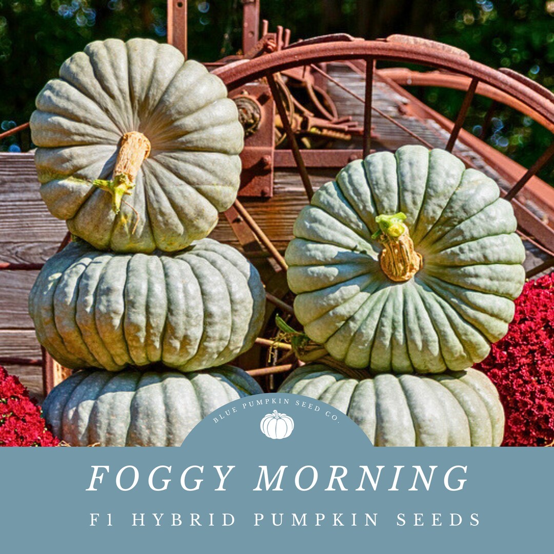 Foggy Morning F1 Pumpkin Seeds: Striking Slate Blue Stacker Pumpkins - Powdery Mildew Resistant ...