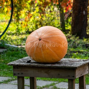 Mammoth Gold Heirloom Pumpkin (heirloom/c.maxima)seeds: Native American ...