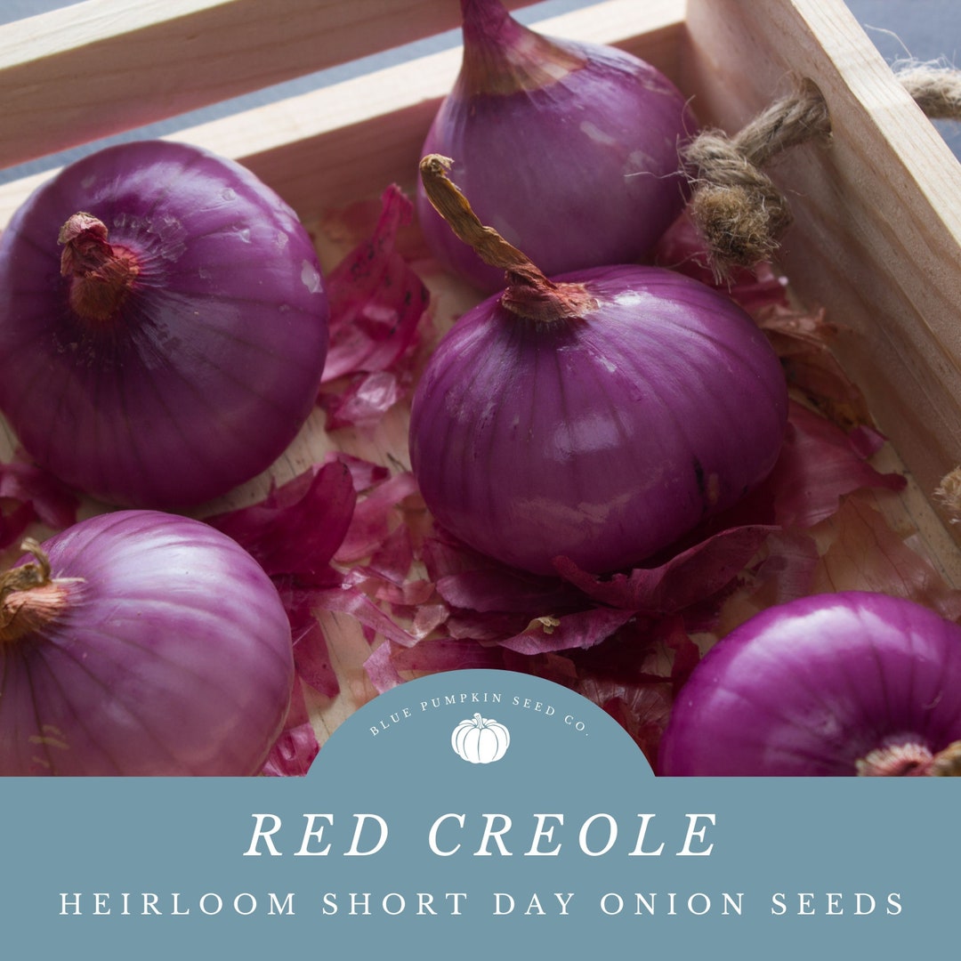Red Creole Onion Seeds - Perfect for Southern Cuisine - Vibrant Red ...