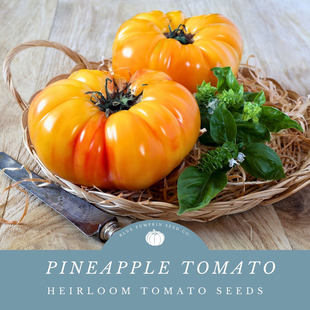 Pineapple Tomato (heirloom/ Indeterminate) Seeds: Black Pineapple ...