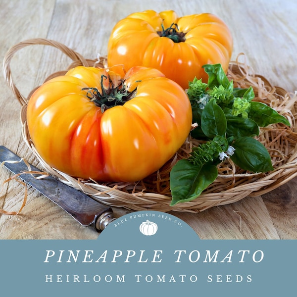 Beefsteak Tomato - Etsy