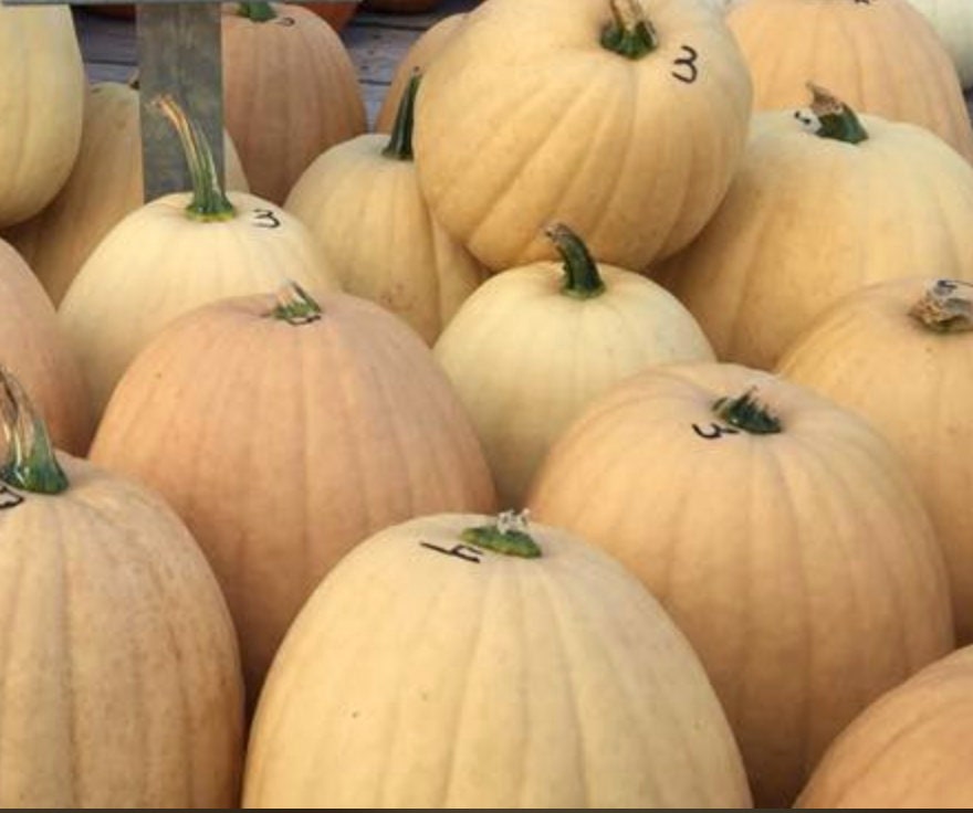 Tandy Pumpkin f1/c.pepo Seeds: Gumdrop Pumpkin Tan Pumpkin - Etsy