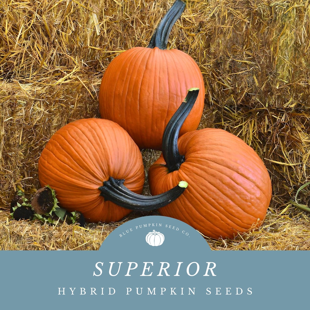 Superior F1 Pumpkin Seeds: Grow Disease Resistant Jack O Lantern Type Pumpkins - Perfect for ...