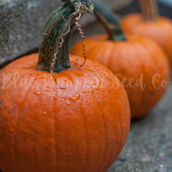 Sugar Pumpkin heirloom/c.pepo Seeds: Pie Pumpkin Seeds New - Etsy