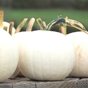 Snowball Pumpkin (f1/c.maxima/pm) Seeds: White Pumpkin, Medium Sized ...
