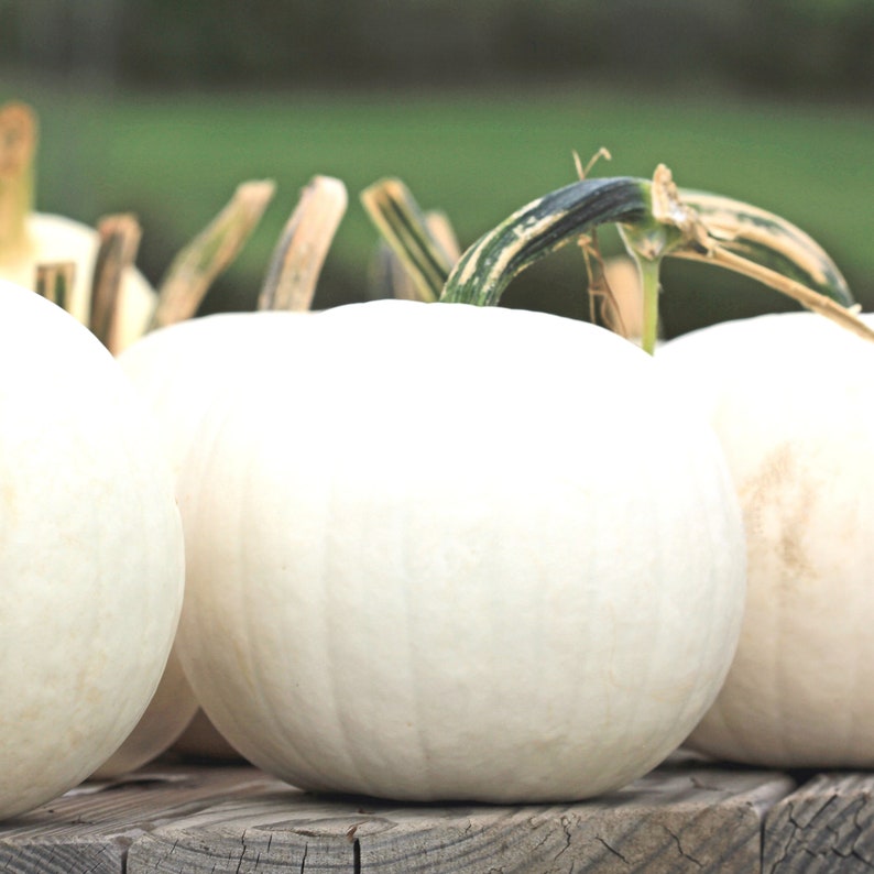 Snowball Pumpkin (f1/c.maxima/pm) Seeds: White Pumpkin, Medium Sized ...