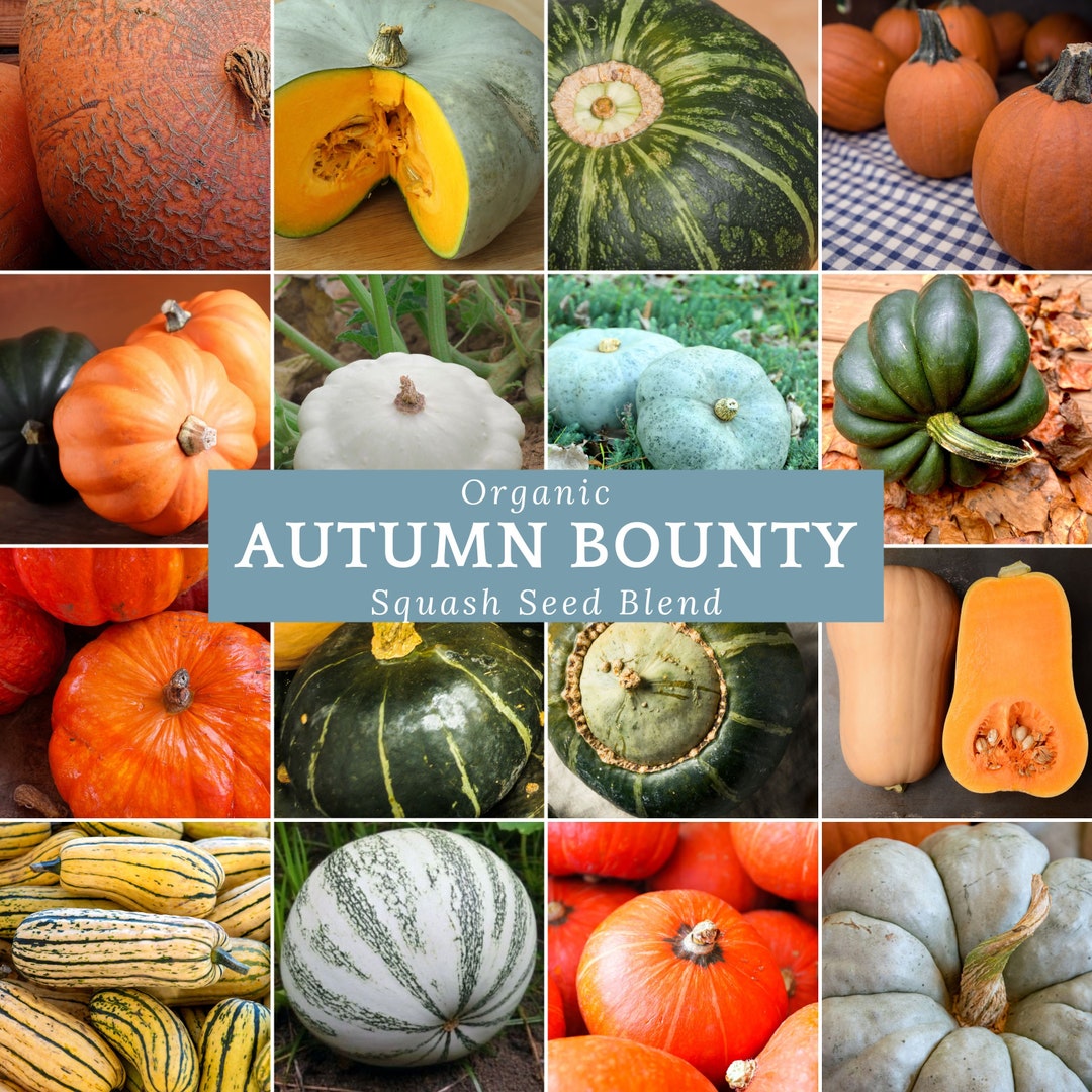 Autumn Bounty Organic Heirloom Winter Squash Seed Mix: A Diverse and ...