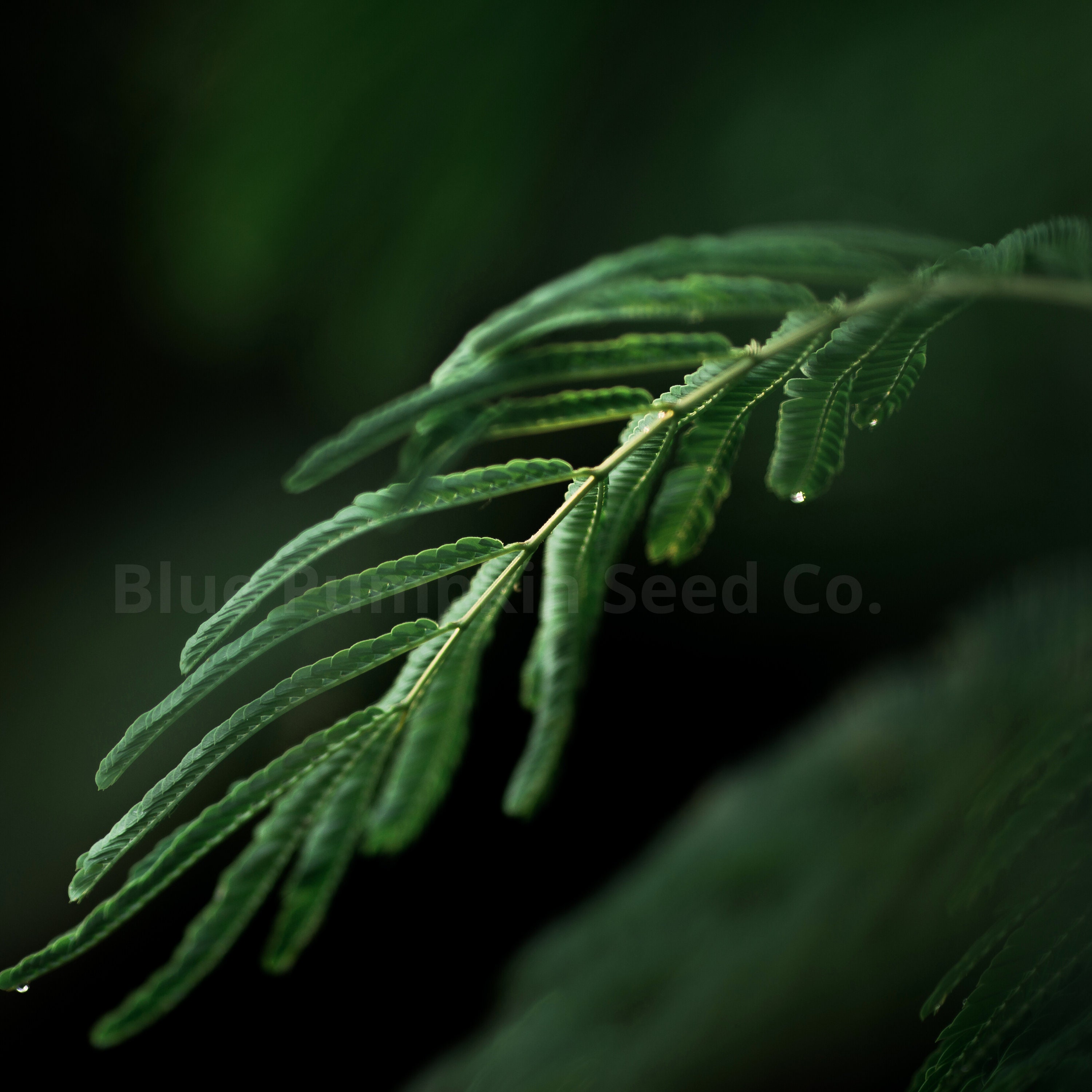Prairie Mimosa (illinois Bundleweed) Seeds: Sensitive Plant, Mimosa ...
