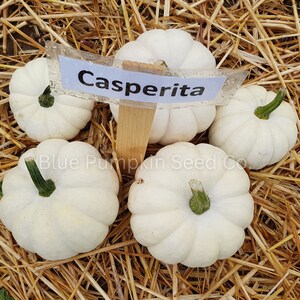 Casperita Pumpkin Seeds - Grow Mini White Pumpkins -great for Edible ...