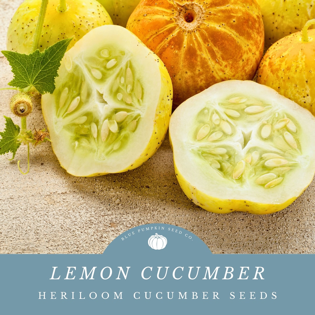 Buy Lemon Cucumber Seeds: Garden Lemon, Apple Cucumber, Budamkaya ...