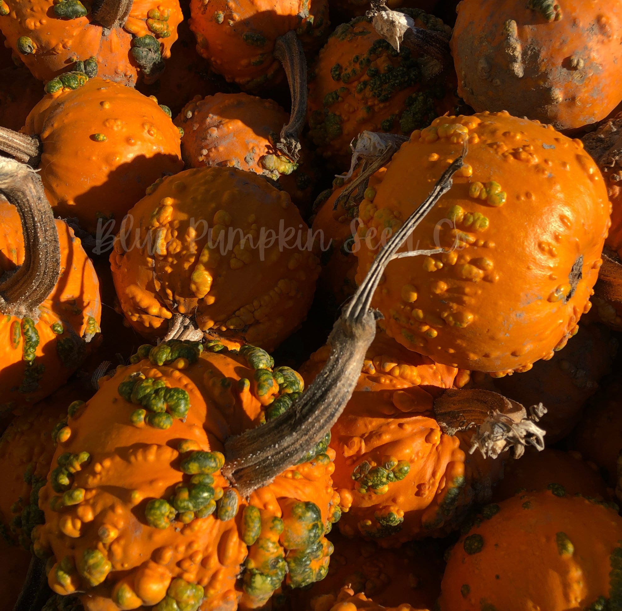 Goosebumps II (F1 Hybrid / C.pepo): Goosbumps Improved, Miniature ...