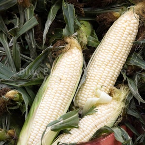Silver Queen Sweet Corn (OP/F1 Hybrid): Silver Corn, White Corn, Sweet ...
