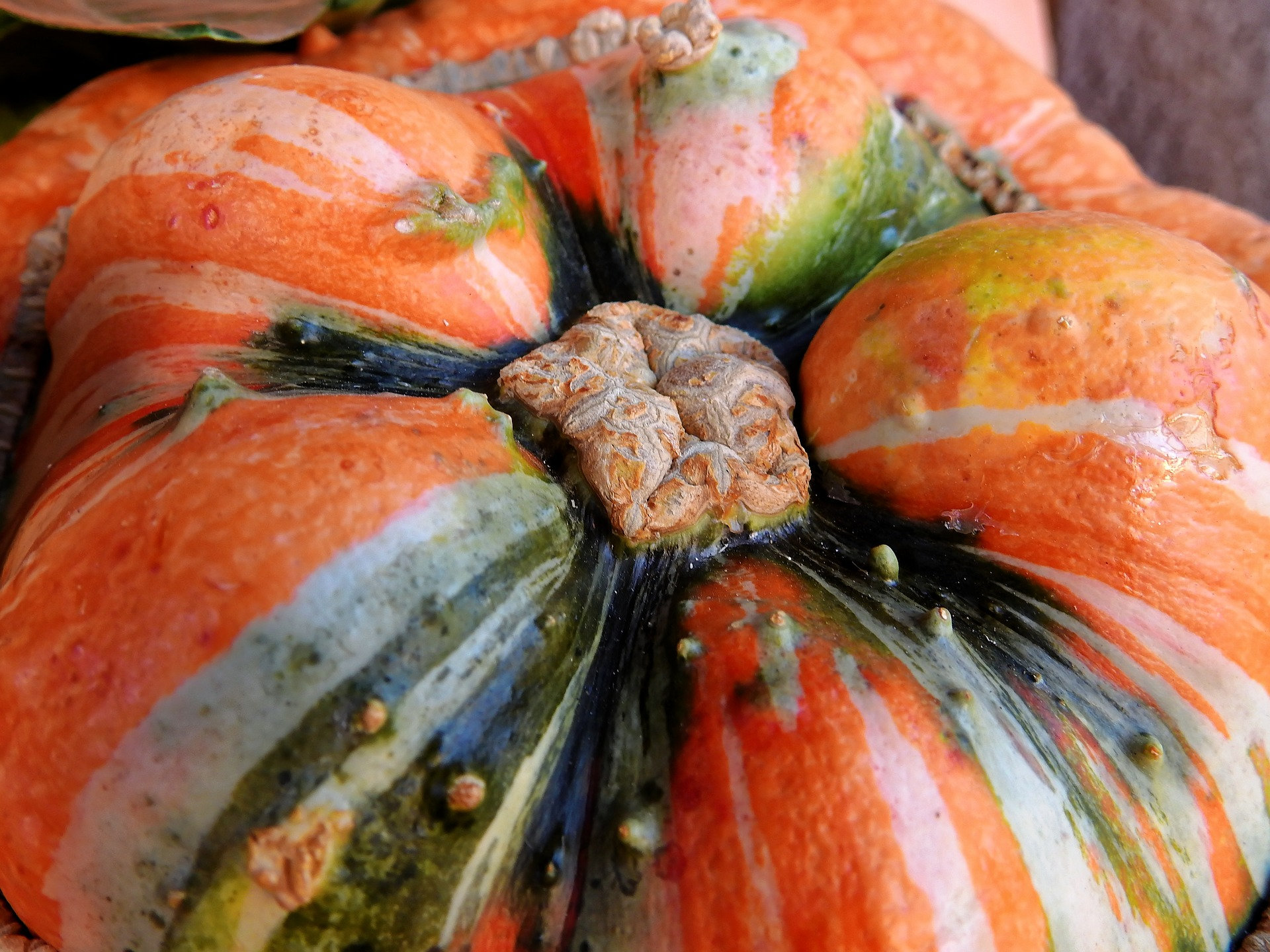 Turks Turban Pumpkin heirloom/c.maxima Seeds: Turban Squash - Etsy ...