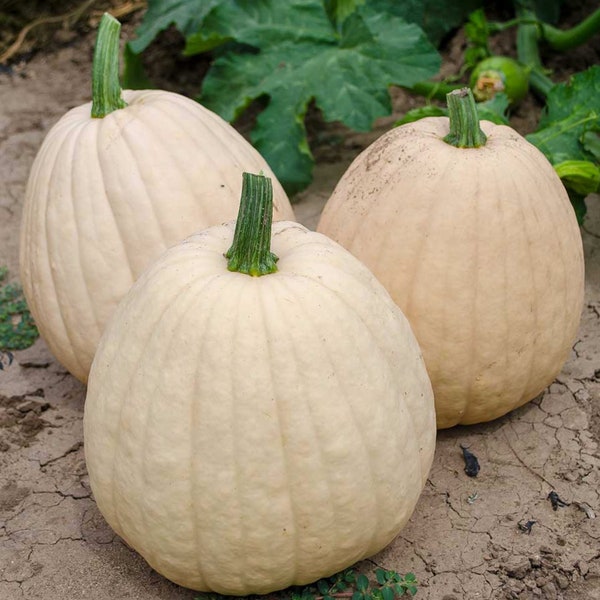 Cherokee Tan Pumpkin Seeds - Etsy