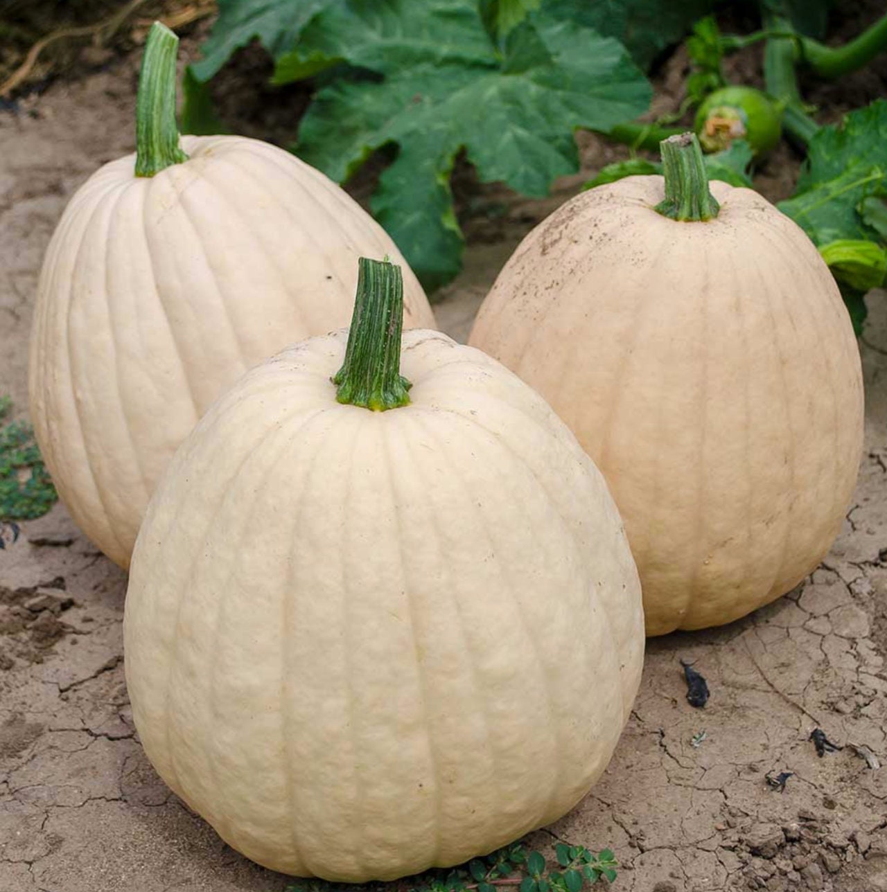 Tandy Pumpkin f1/c.pepo Seeds: Gumdrop Pumpkin Tan Pumpkin - Etsy