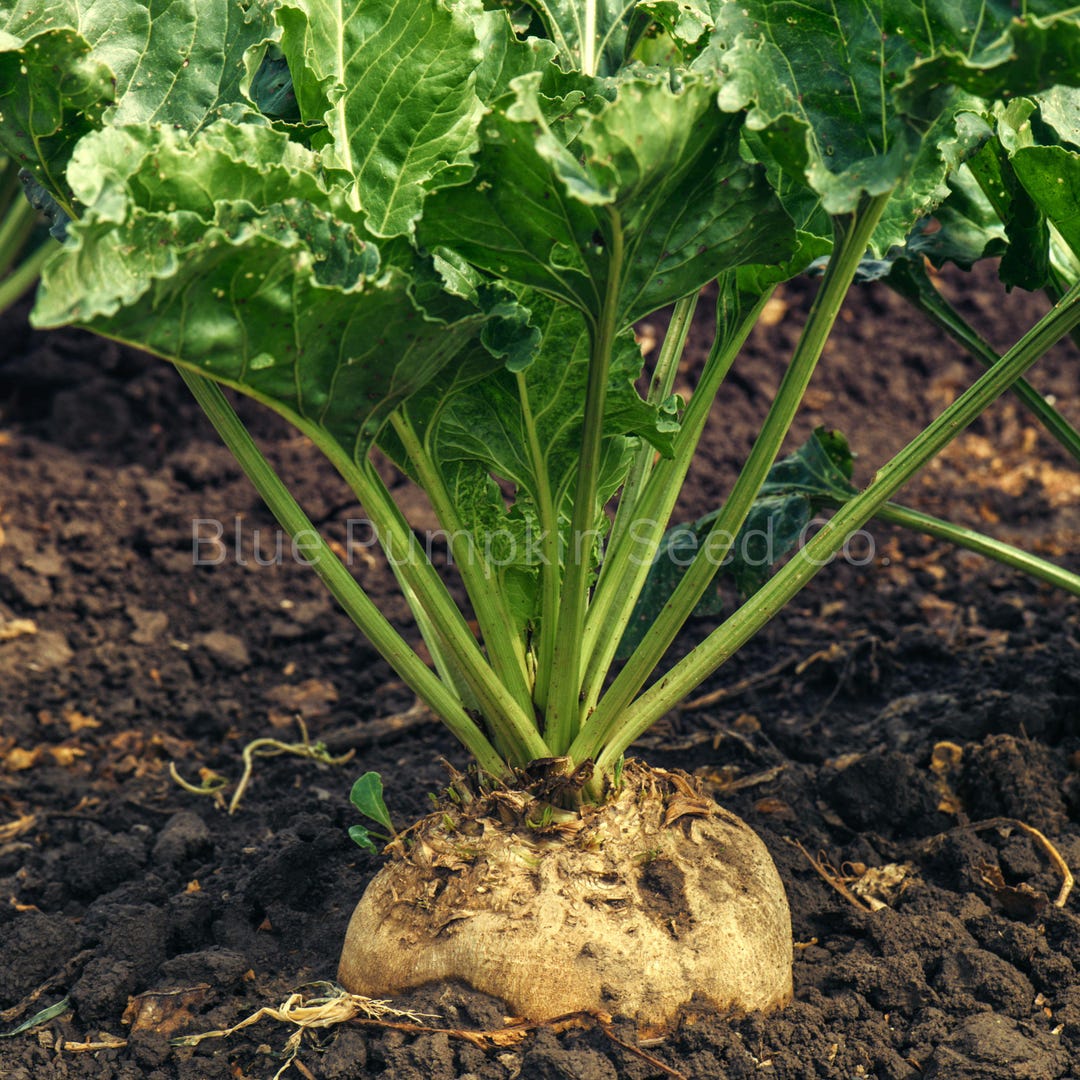 Sugar Beet Seeds: Grow Your Own Sugar! Large Sweet Beets Perfect for ...