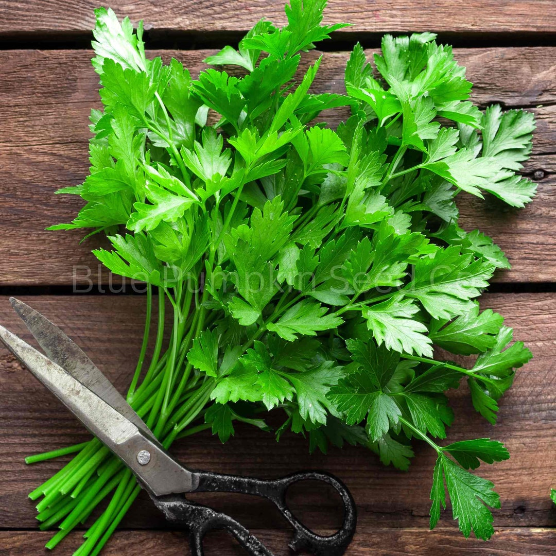 Giant of Italy Parsley OP/ Heirloom / Biennial Seeds - Etsy
