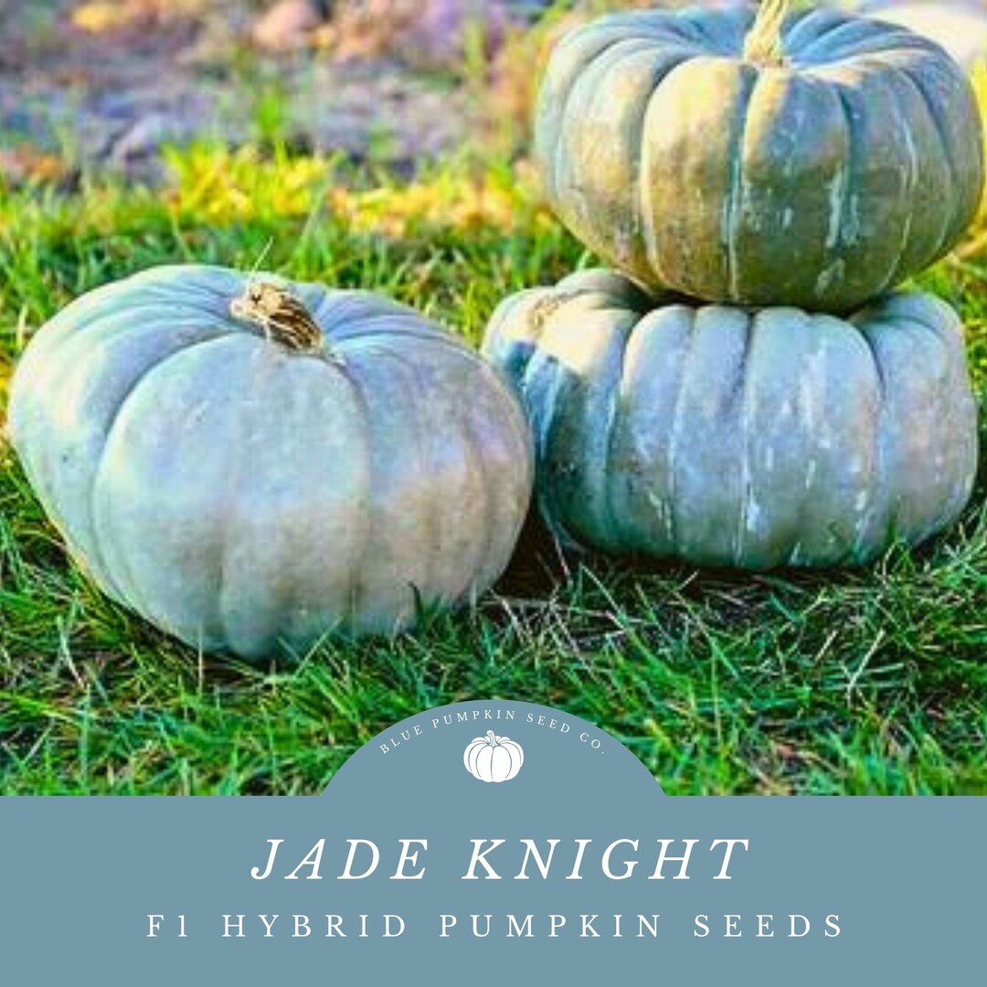 Jade Knight Pumpkin Seeds (f1/pm/zymv/c.maschata): Jade Pumpkin, Green ...
