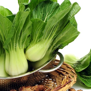 Li Ren Choi (F1) Baby Bok Choy Seeds: Dwarf Bok Choy, Dwarf Pak Choi ...