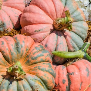 Rascal F1 Pumpkin Seeds: - Grow Stunning Coral and Slate Blue Colored ...
