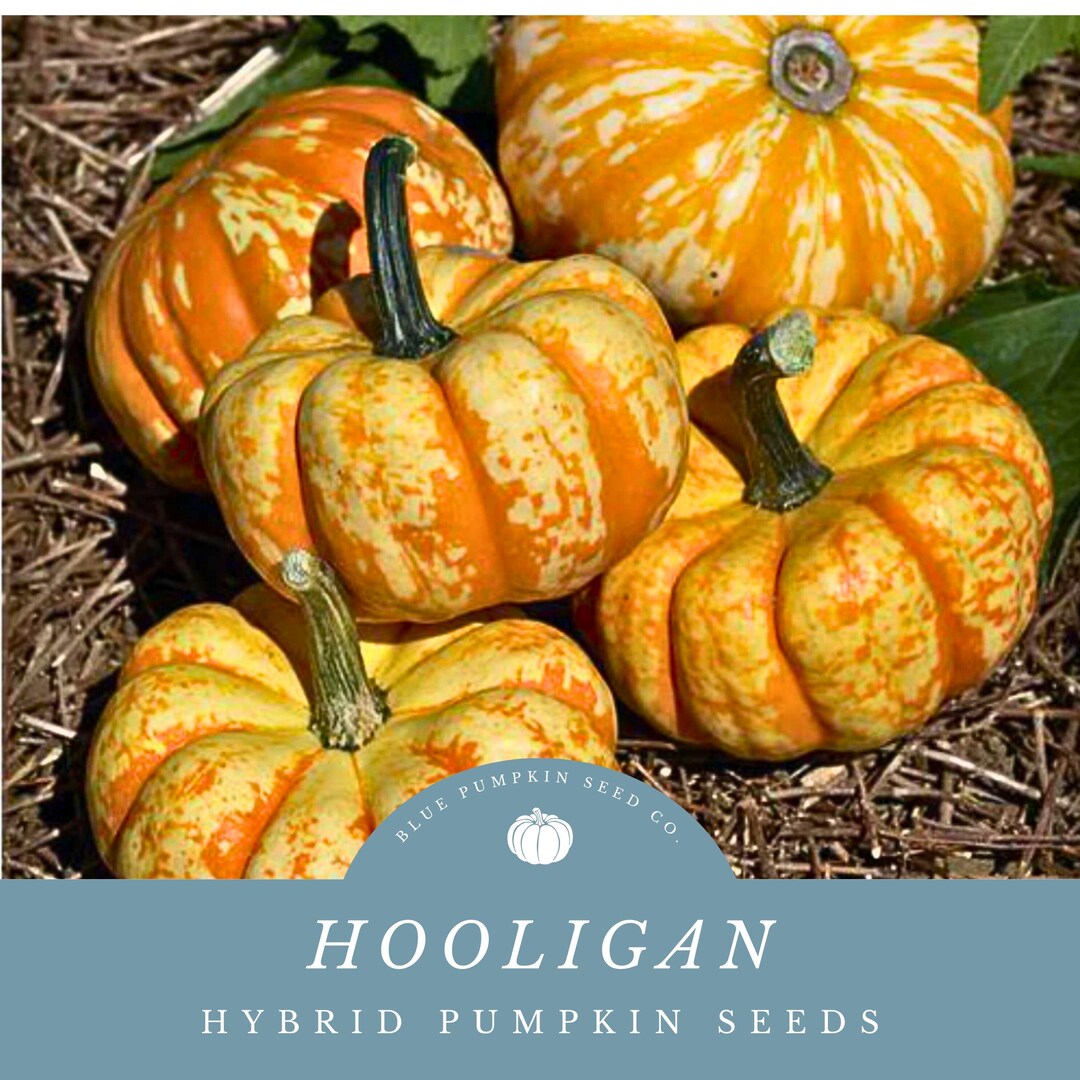 Hooligan F1 Pumpkin Seeds (F1/ C.pepo): Grow Mini Yellow Pumpkins With ...