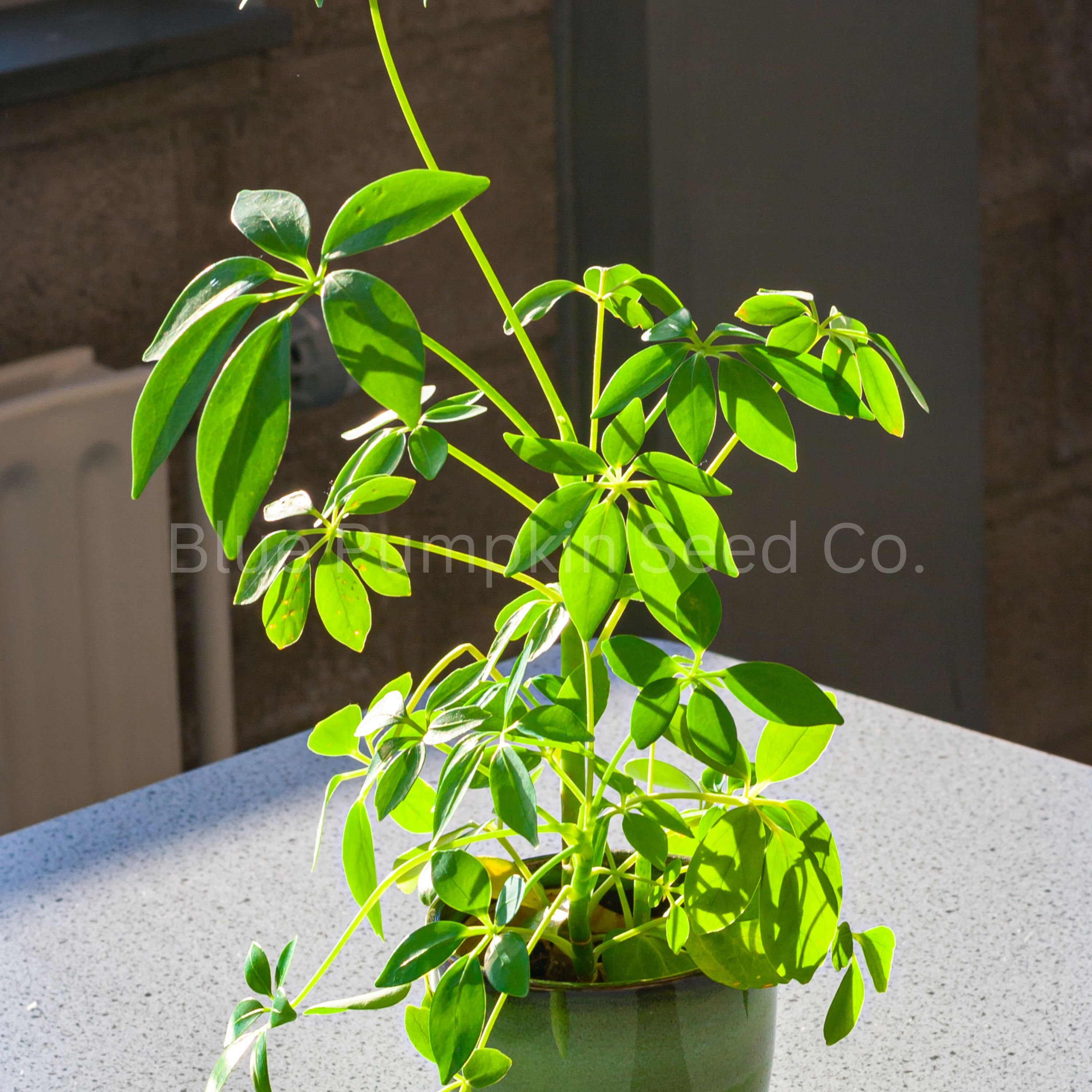 Dwarf Umbrella Tree Seeds: Breath Cleaner Air by Growing Your Own Dwarf ...
