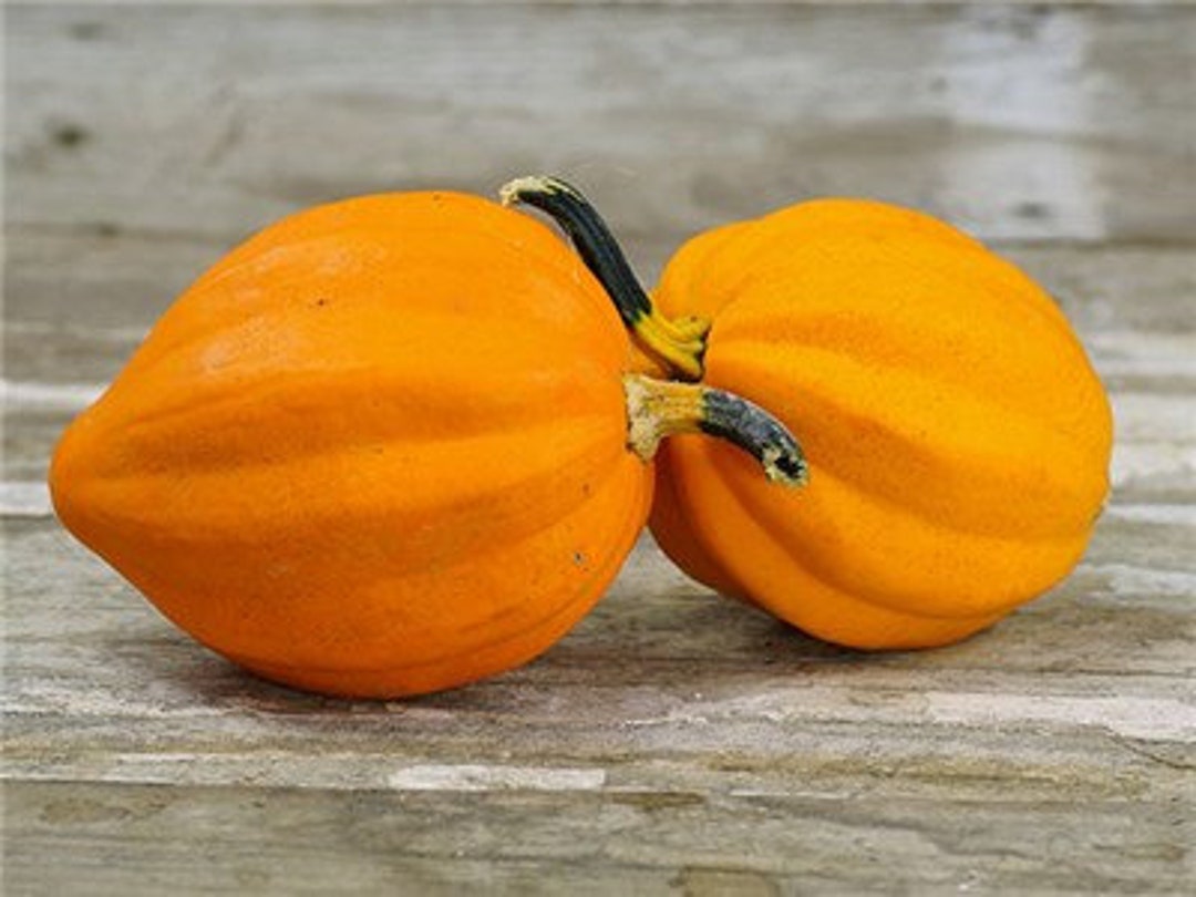 Table Gold Acorn Squash (heirloom/op/c.pepo) Seeds: Orange Acorn Squash ...